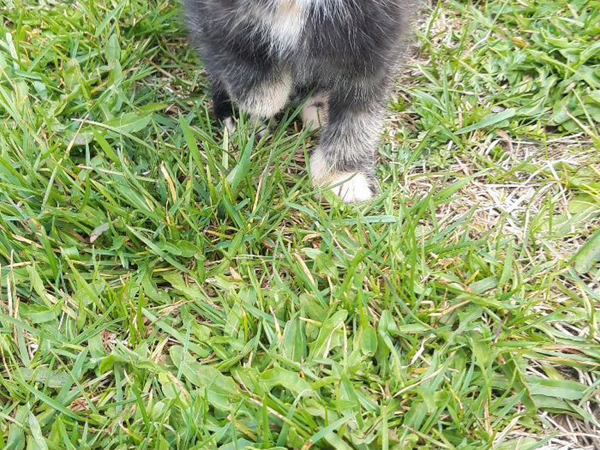 Котята в добрые руки бесплатно