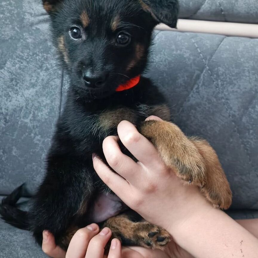 Кобель 1,5 месяца в добрые руки