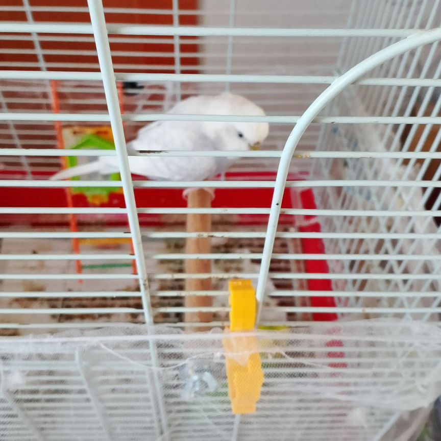 Волнистые попугаи