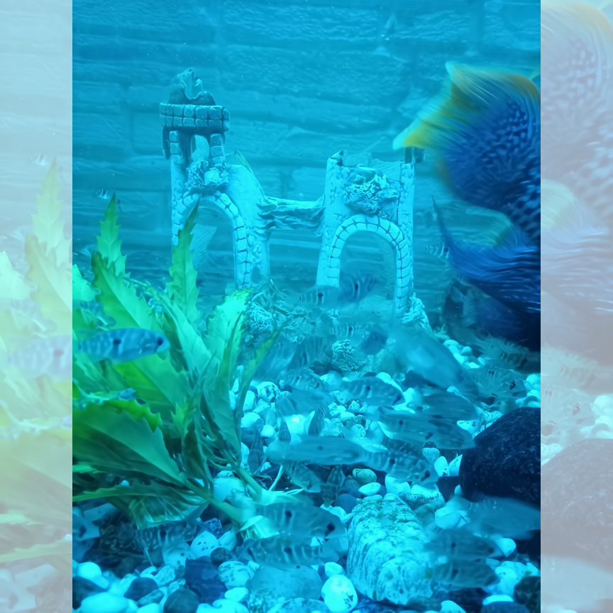 Аквариумные рыбки цихлиды в москве