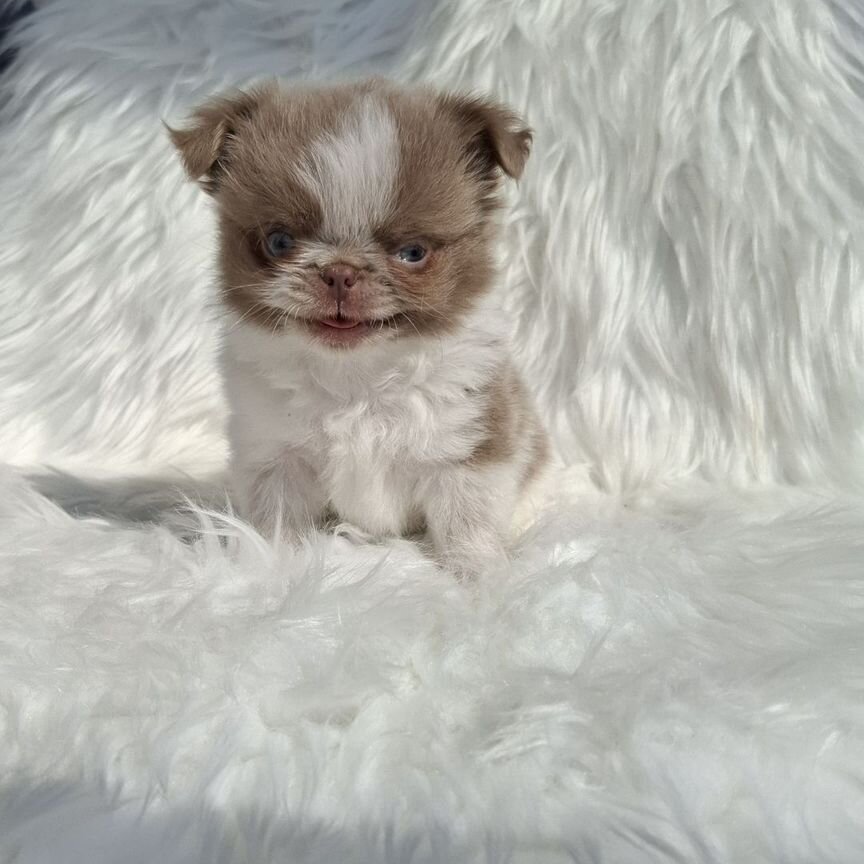 Чихо котёнок