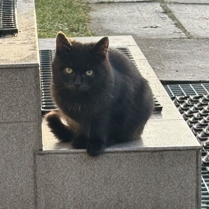 Котята в добрые руки бесплатно