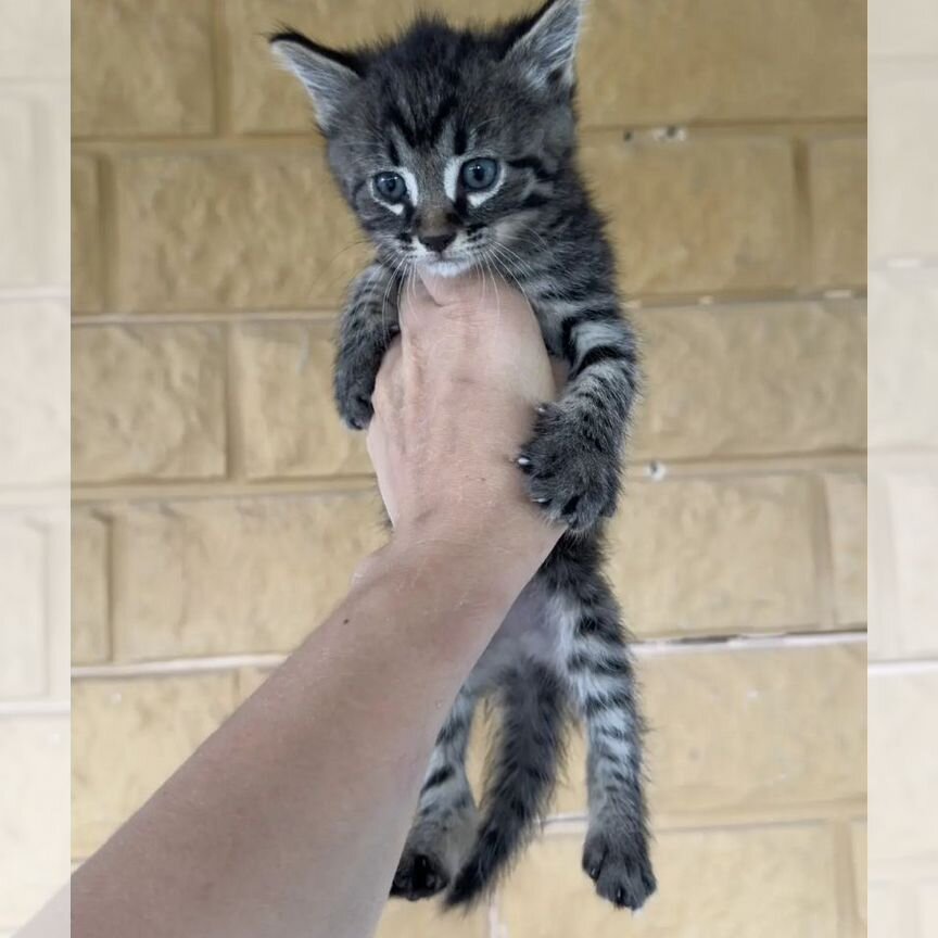 Котёнок в добрые руки