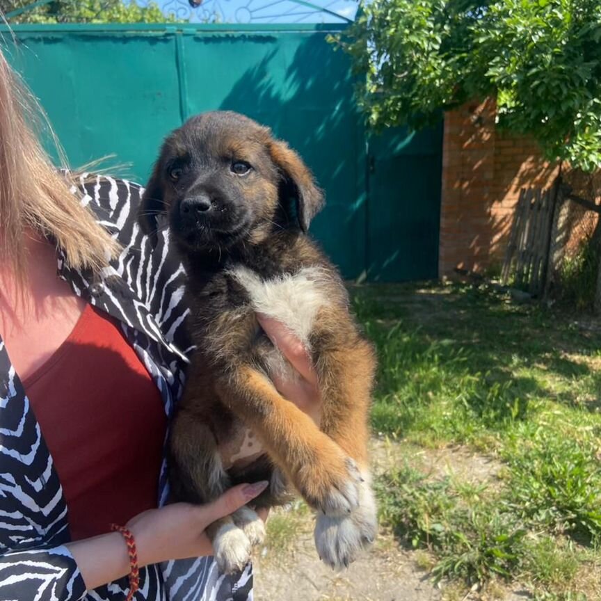 Щенок в добрые руки