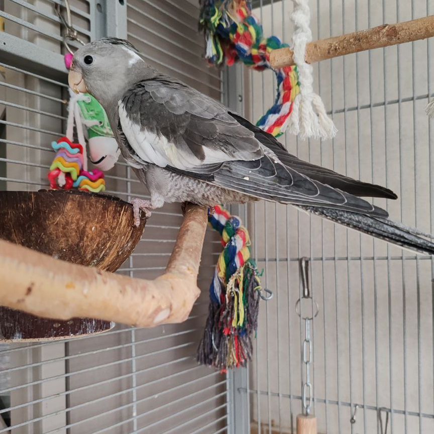 Попугай корелла безщекий