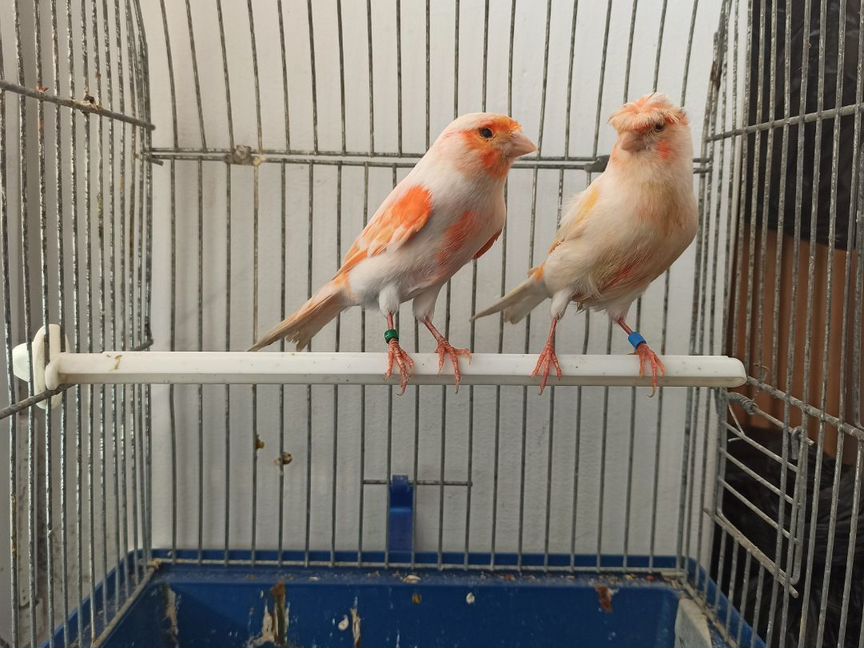 Кенара и канарейки