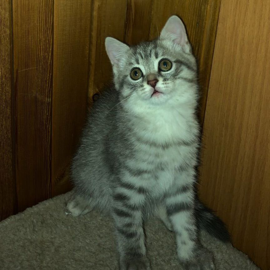 Шотландский прямоухий короткошёрстный котёнок