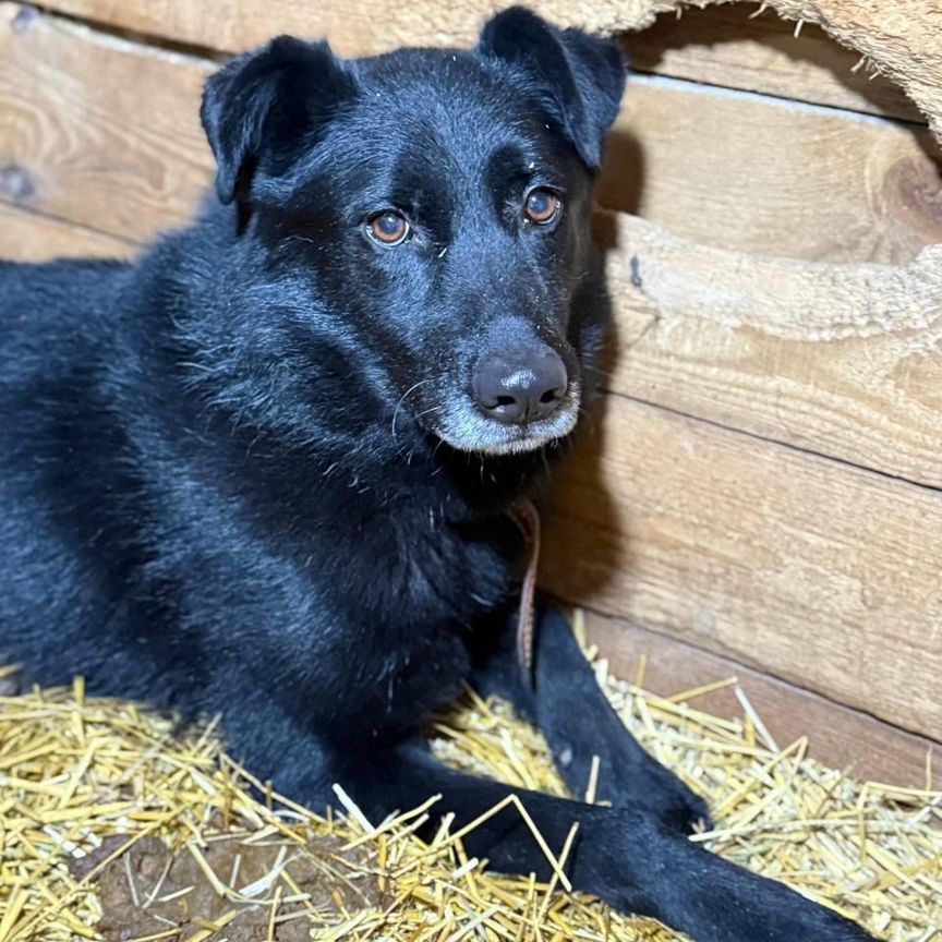 Лиз ищет дом