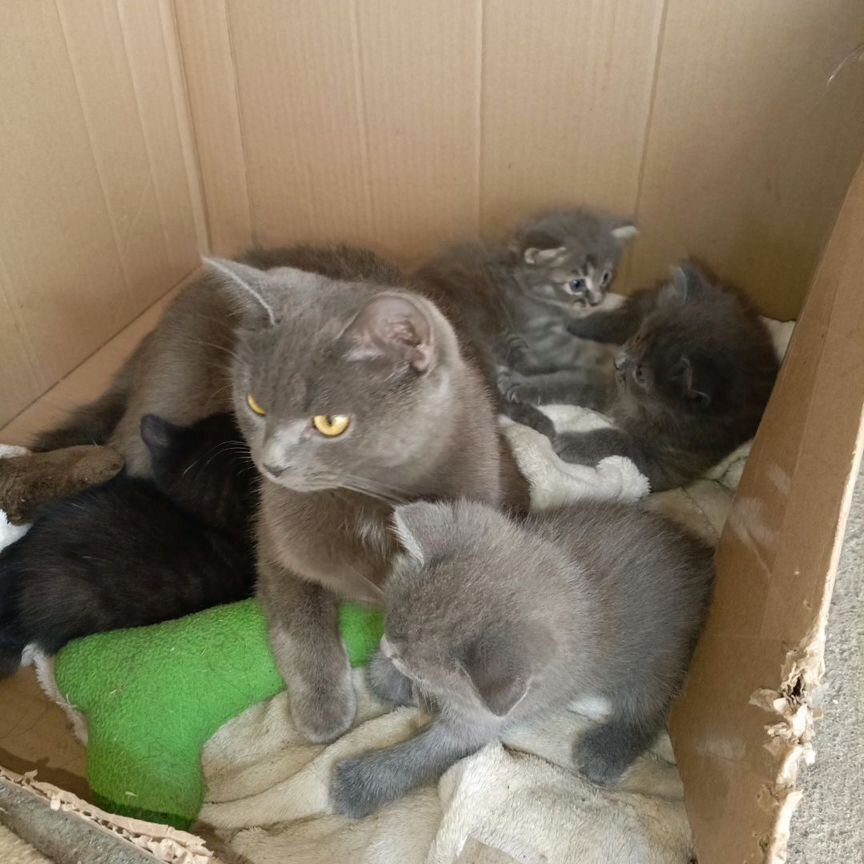 Котята русская голубая
