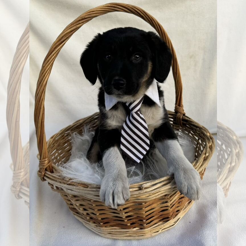 Щенок мальчик