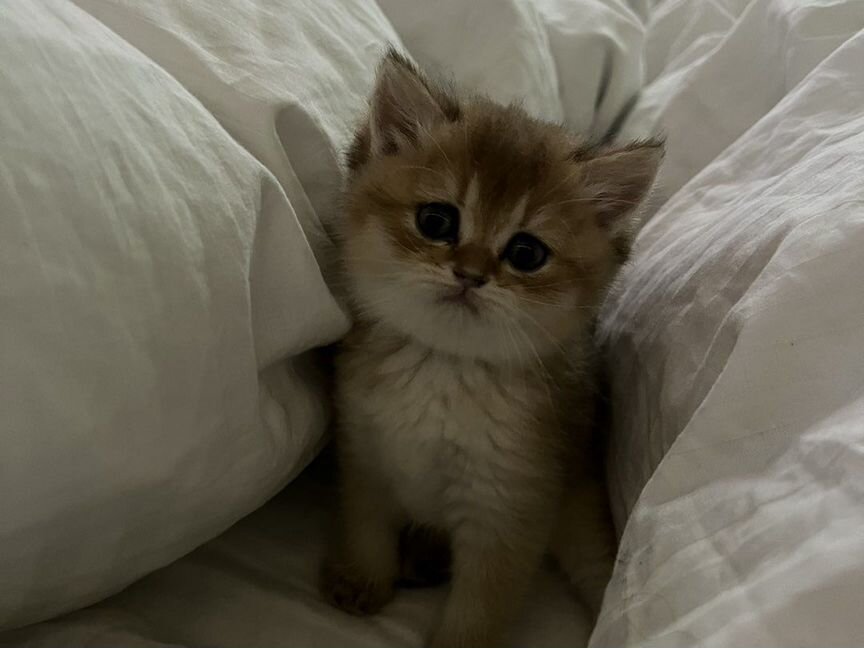 Котенок шотландская шиншилла мальчик