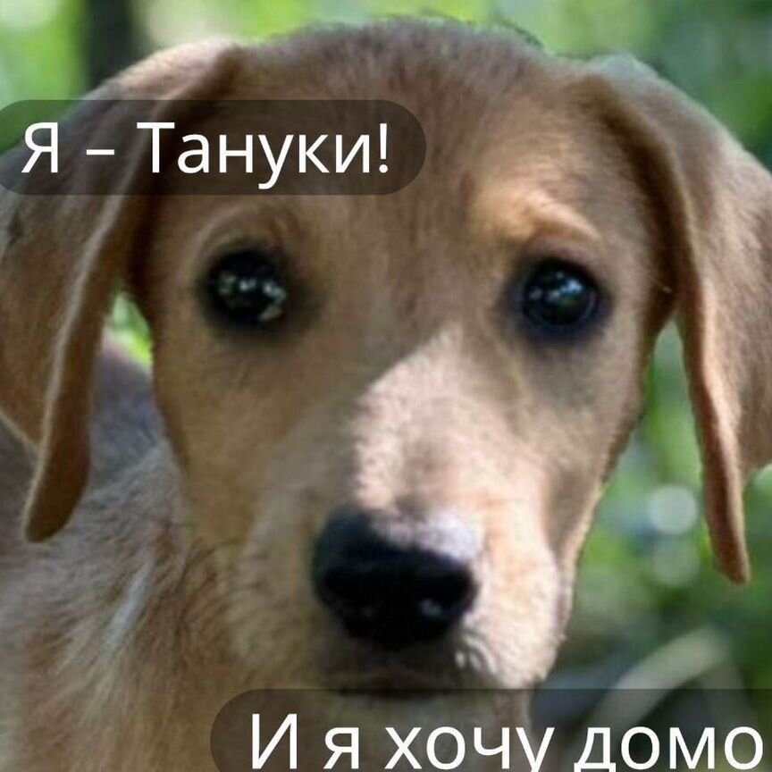 Щенок в добрые руки