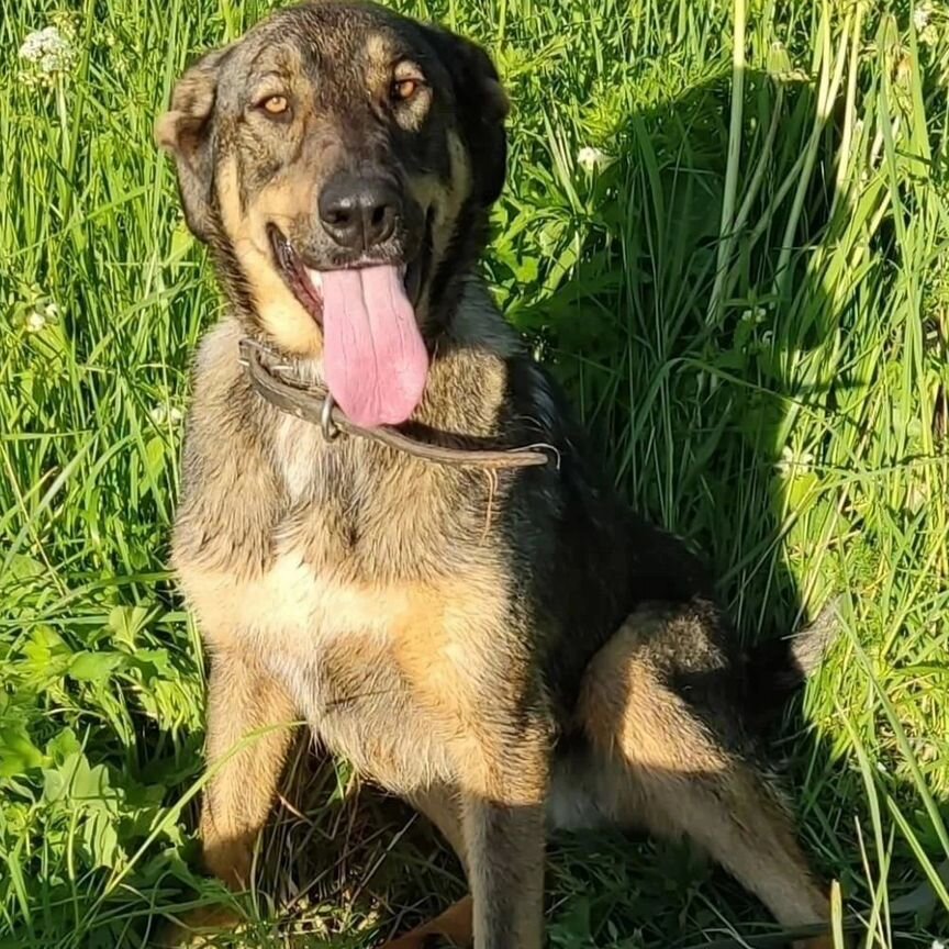 Взрослая собака в добрые руки