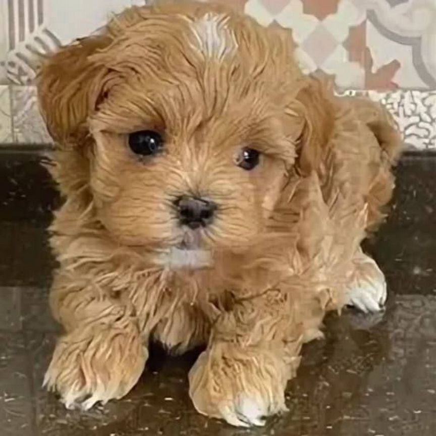 Мальтипу, щенок