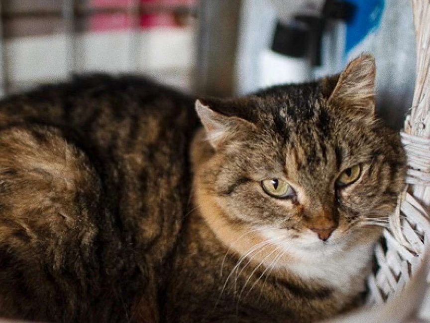 Бритни ищет дом