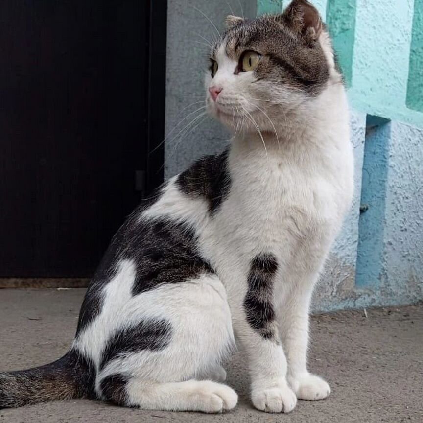 Кот даром