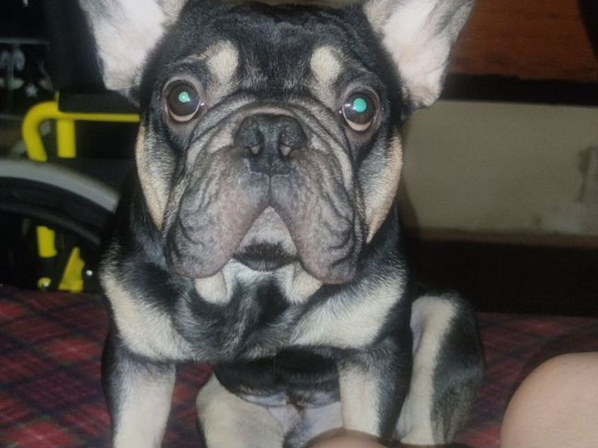 Французский бульдог