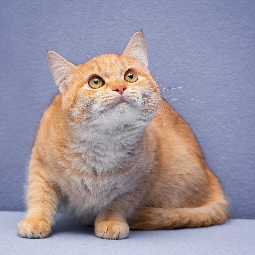 Котенок рыжий в добрые руки