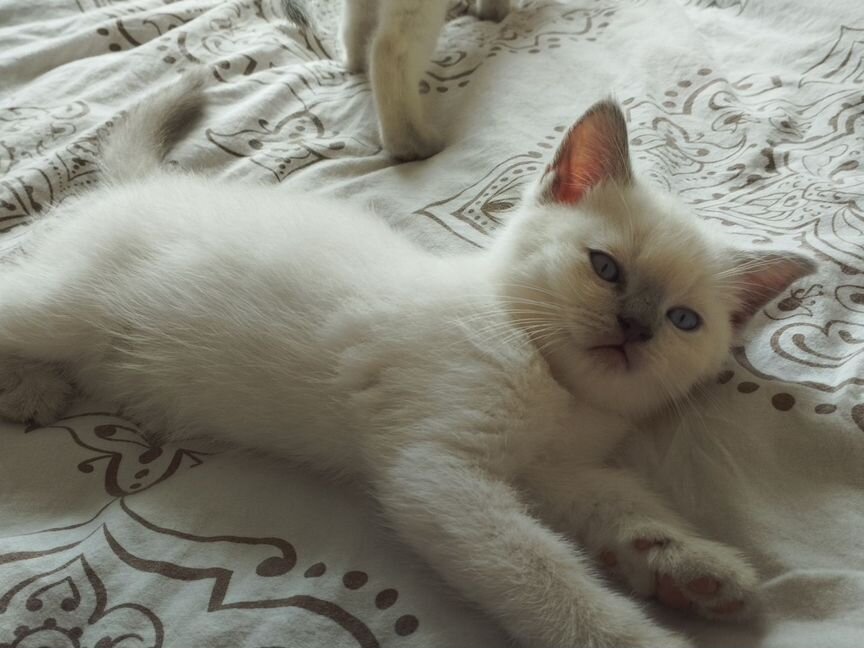 Шотландская прямоухая котята