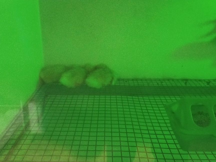 Утята стар 53