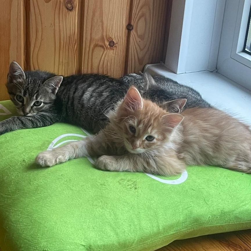 Европейский короткошёрстный котёнок