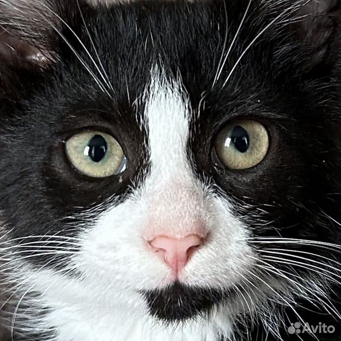 Котенок кот когка черно-белый в добрые руки