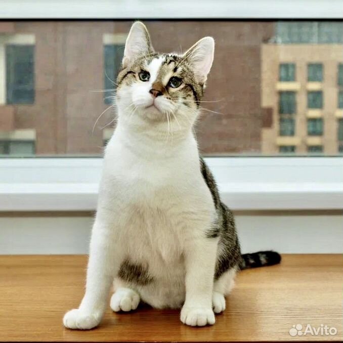 Котенок мальчик Тимоша 11 мес