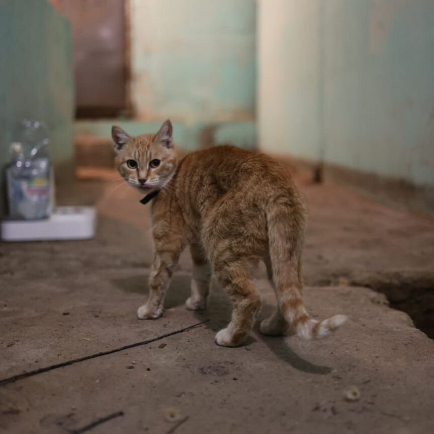 Кошка в добрые руки