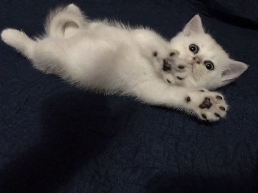 Котята серебристой шиншиллы