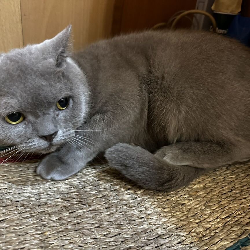 Британская кошка бесплатно