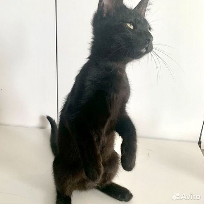 Котенок Мартин