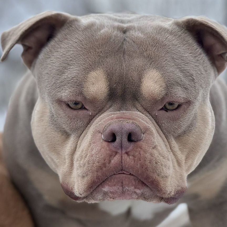 Американский булли лиловый триколор