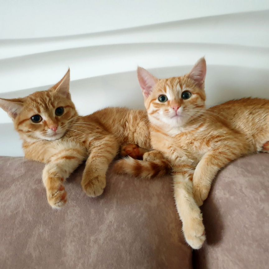 Рыжие котята(девочки)