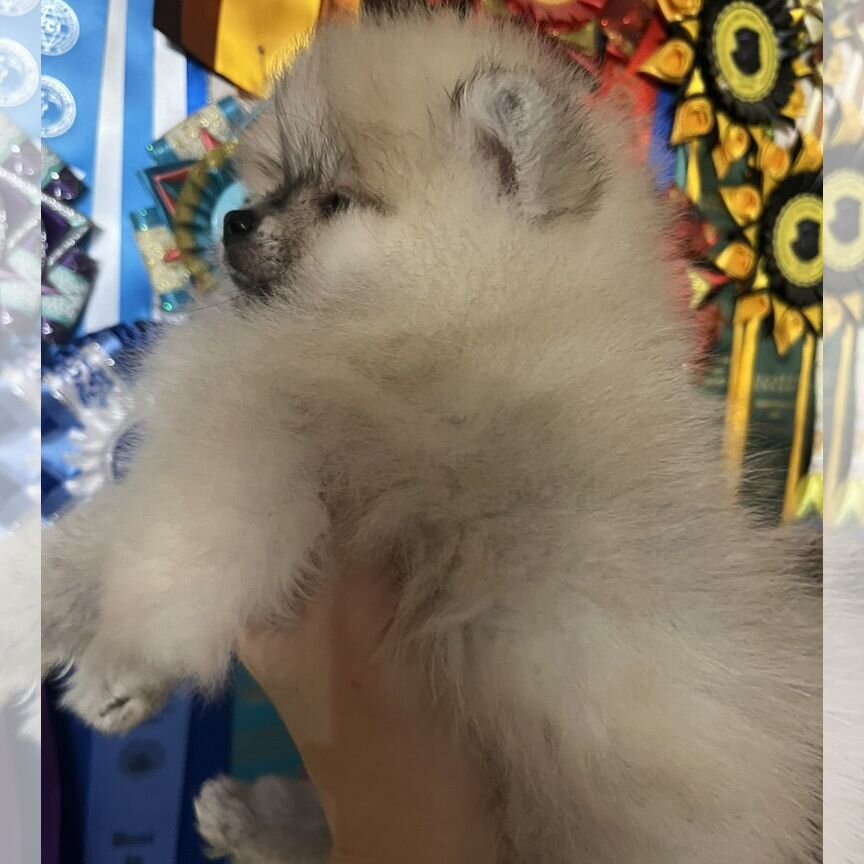 Померанский шпиц, щенок