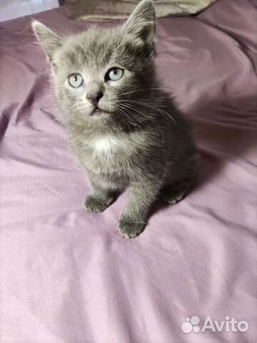Котята русская голубая