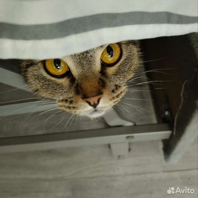 Кошка Мелисса 2 годика в добрые руки