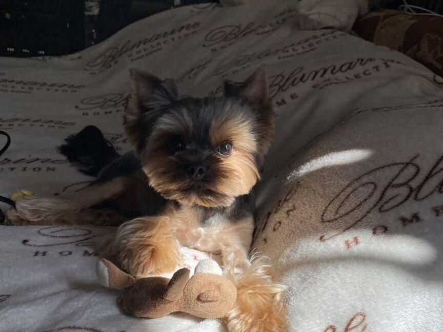 Йоркширский терьер мальчик вязка