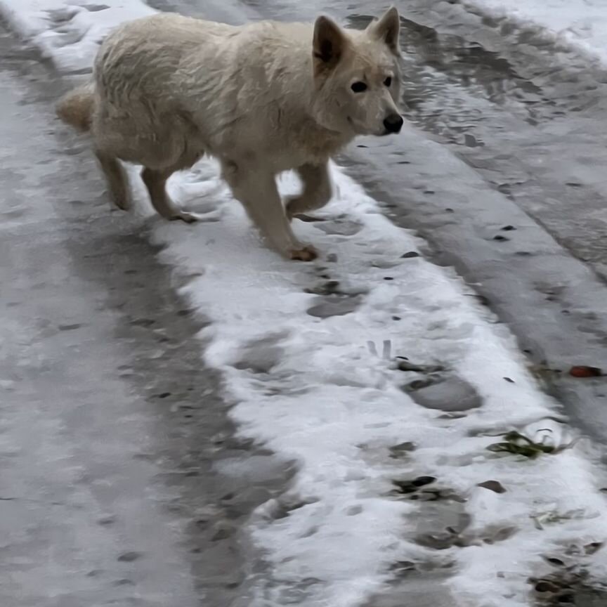Белая швейцарская овчарка, взрослая собака