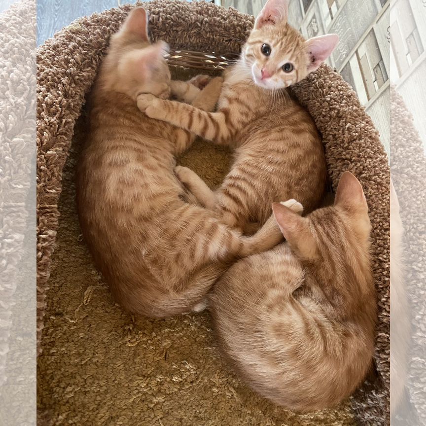 Саванна котёнок