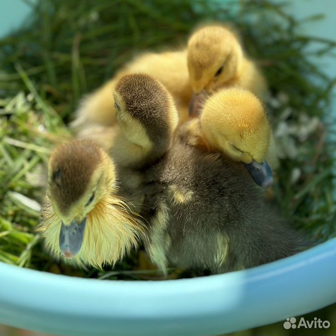 Отдам 2 утят в пт в Москве