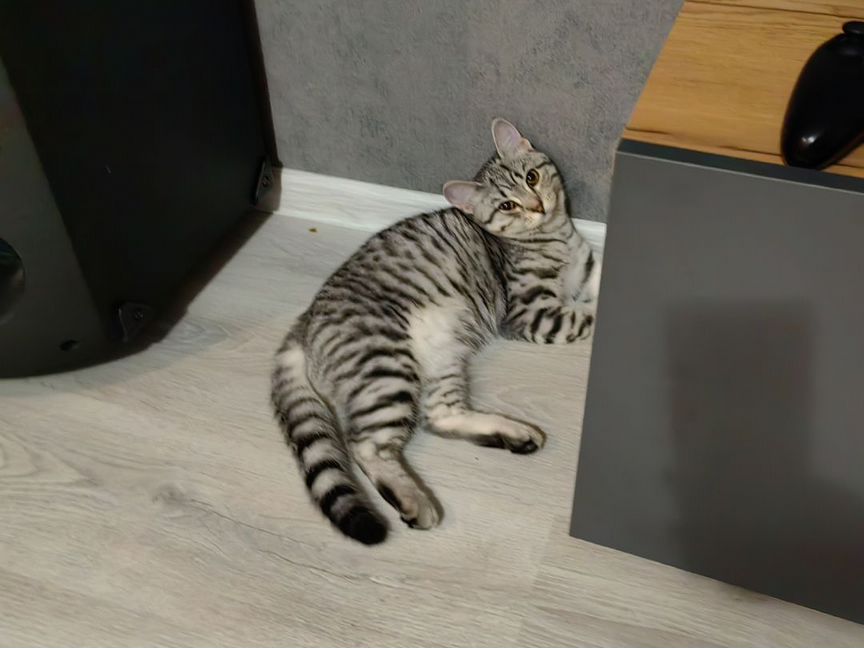 Отдам в хорошие руки бесплатно