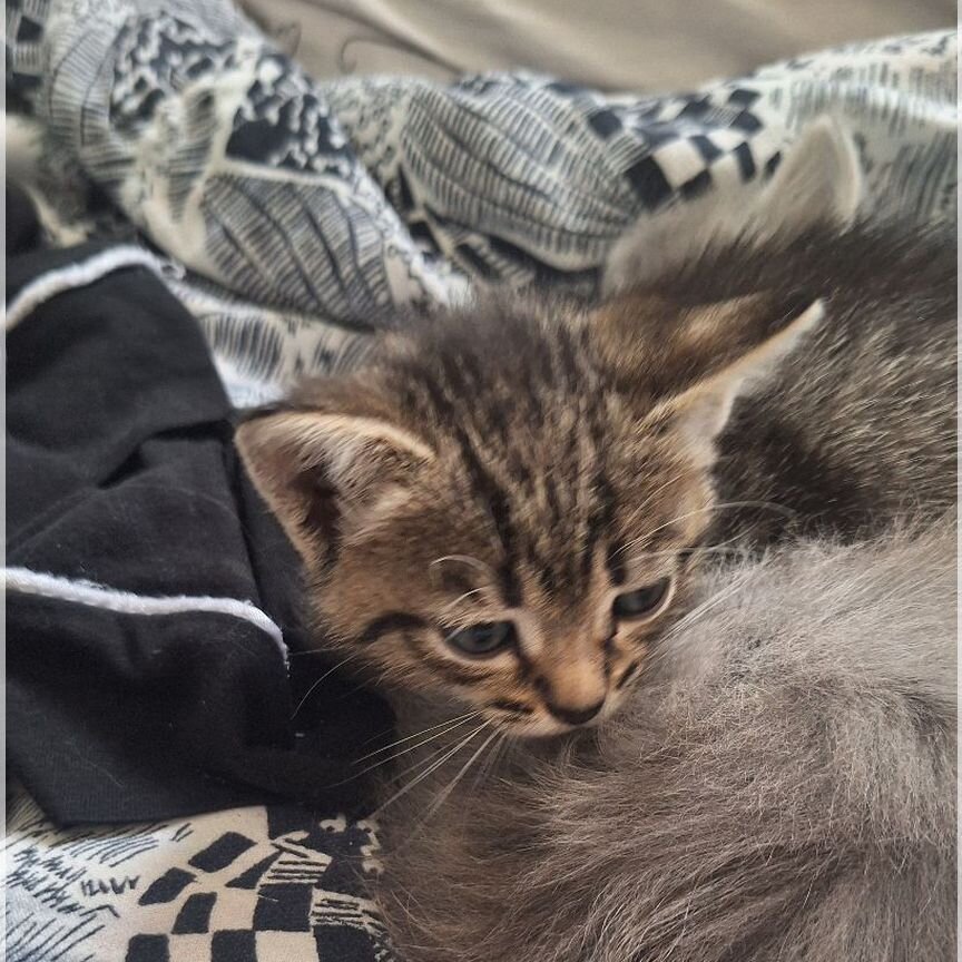 Котёнок в добрые руки