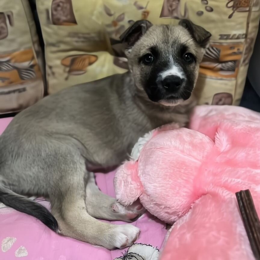 Щенок в добрые руки