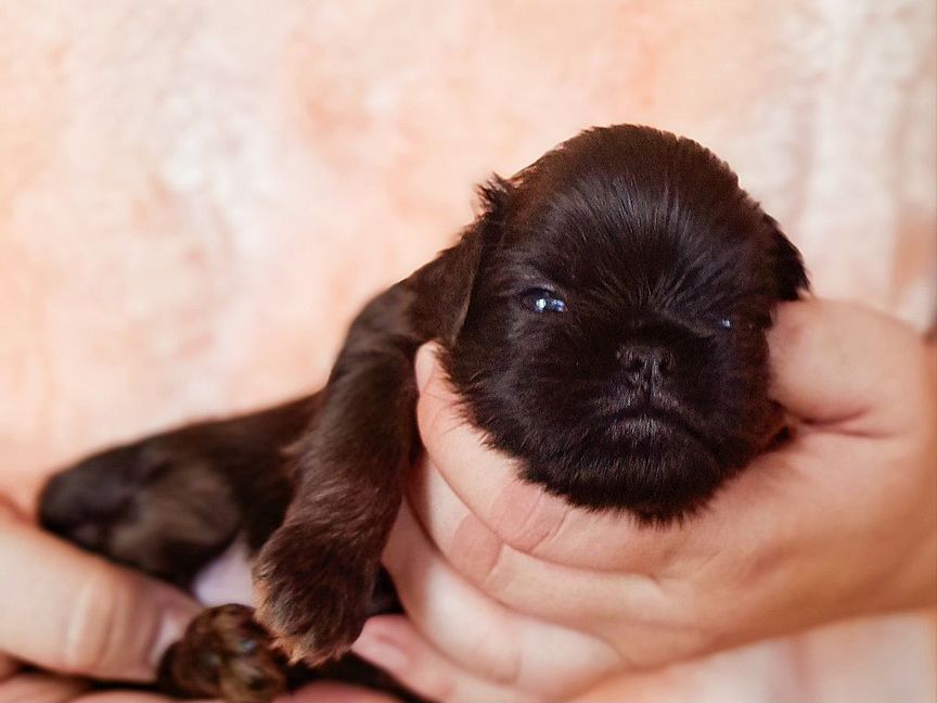 Бельгийский гриффон