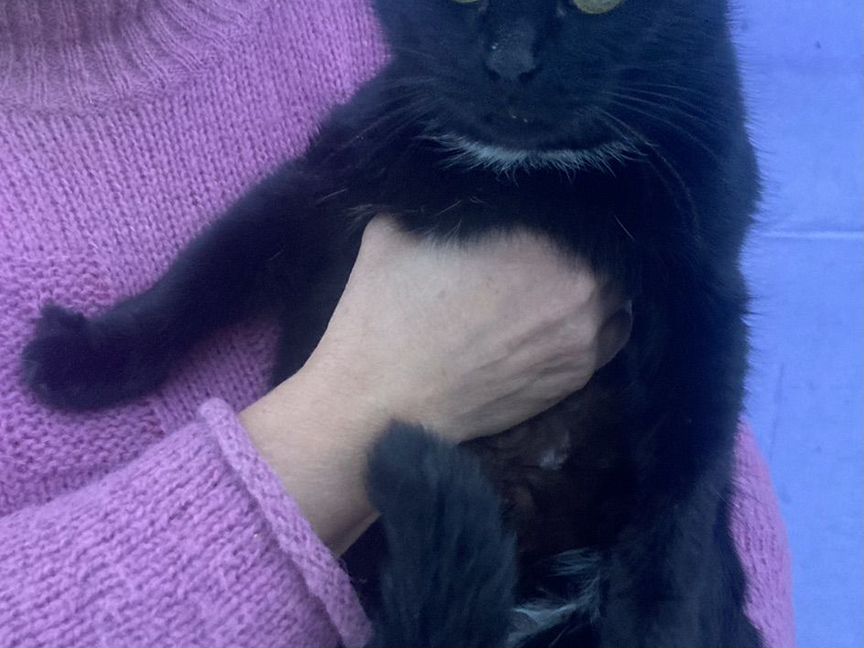 Кошечка около годика