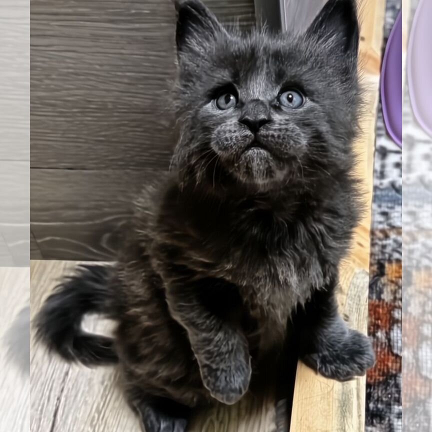 Мейн-кун котёнок