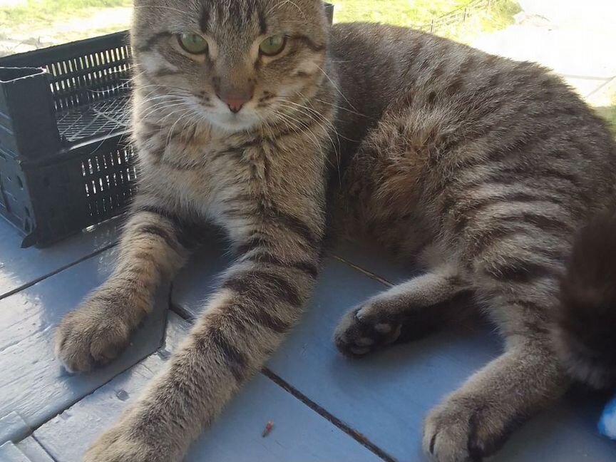 Коты в добрые руки