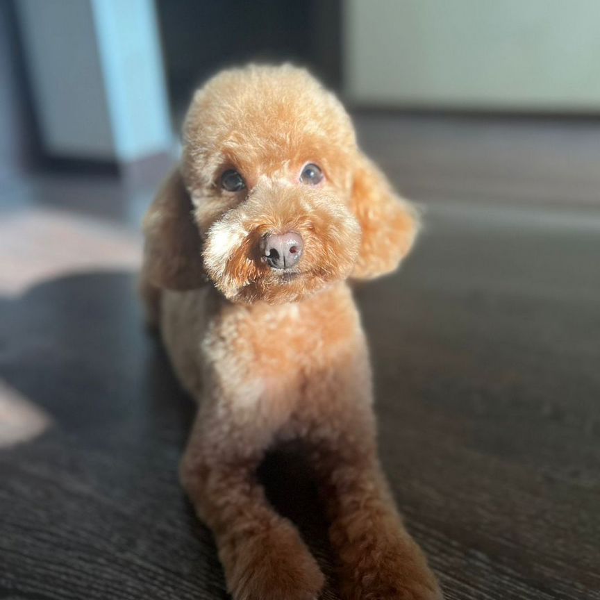 Вязка кобель пудель той