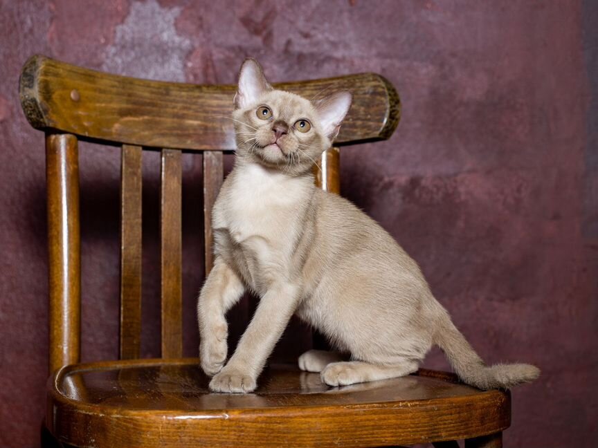 Бурманский сладкий мальчик