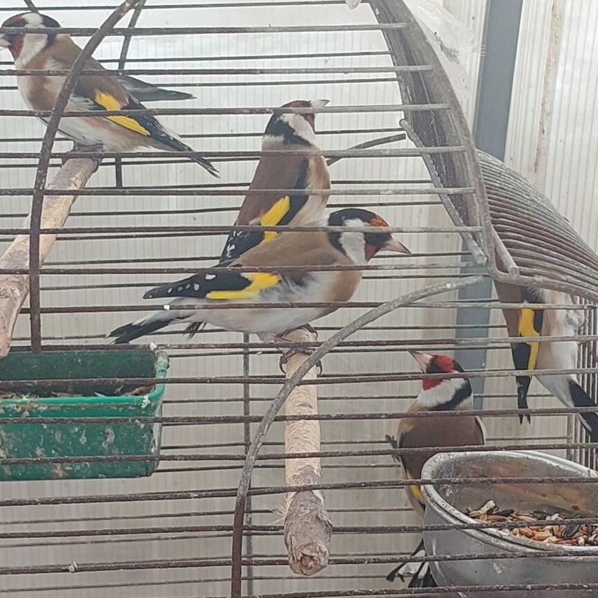 Певчие птицы щегол